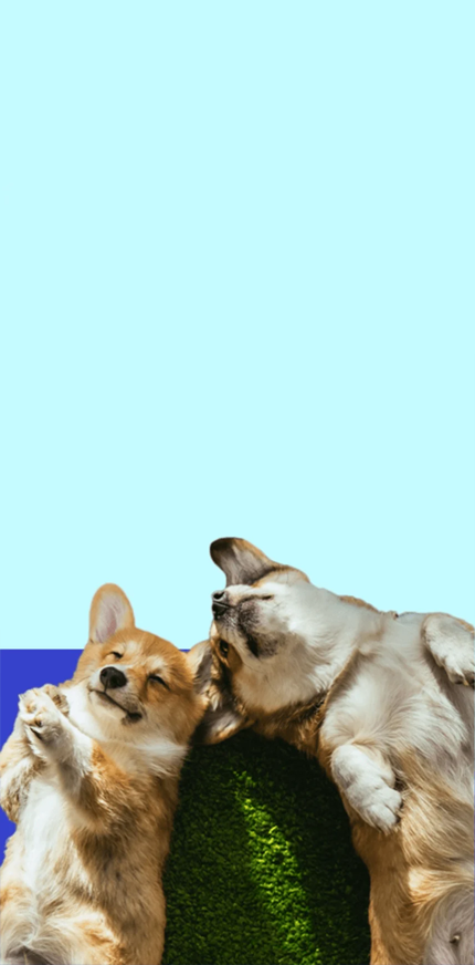 Dog age test – ProsperK9